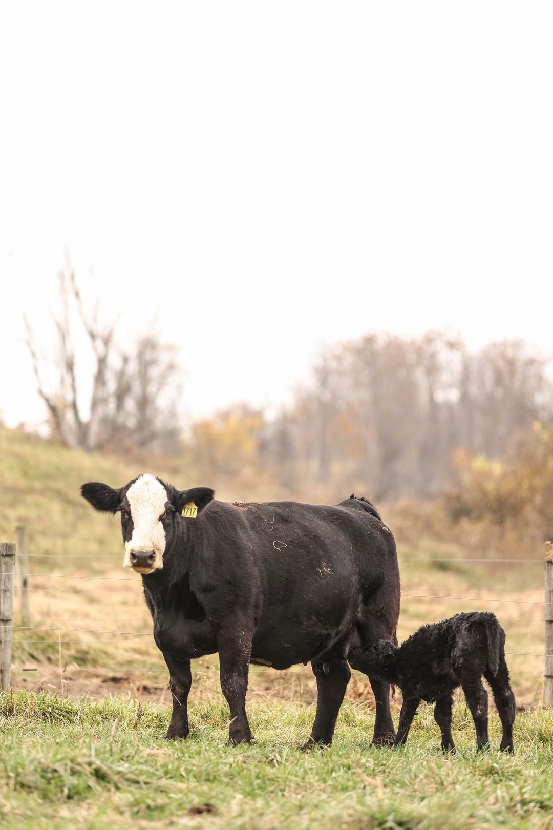 Simmental Baldie Cow-calf Pair on a Crisp Fall Morning - Etsy