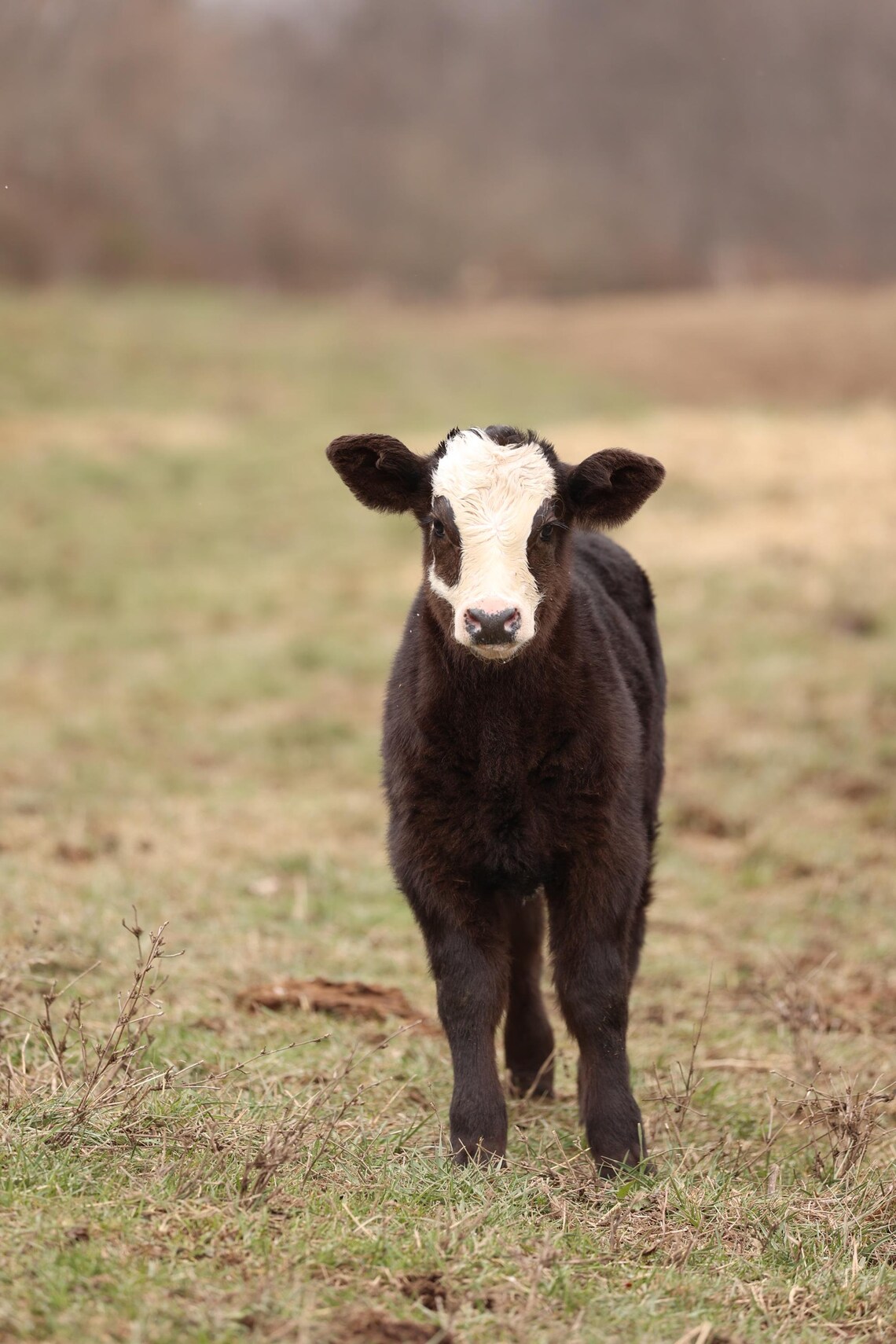 Simmental Baby Calf - Etsy