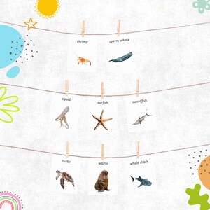 32 Ocean Animals Flashcards Sea Montessori Cards Real Pictures of ...