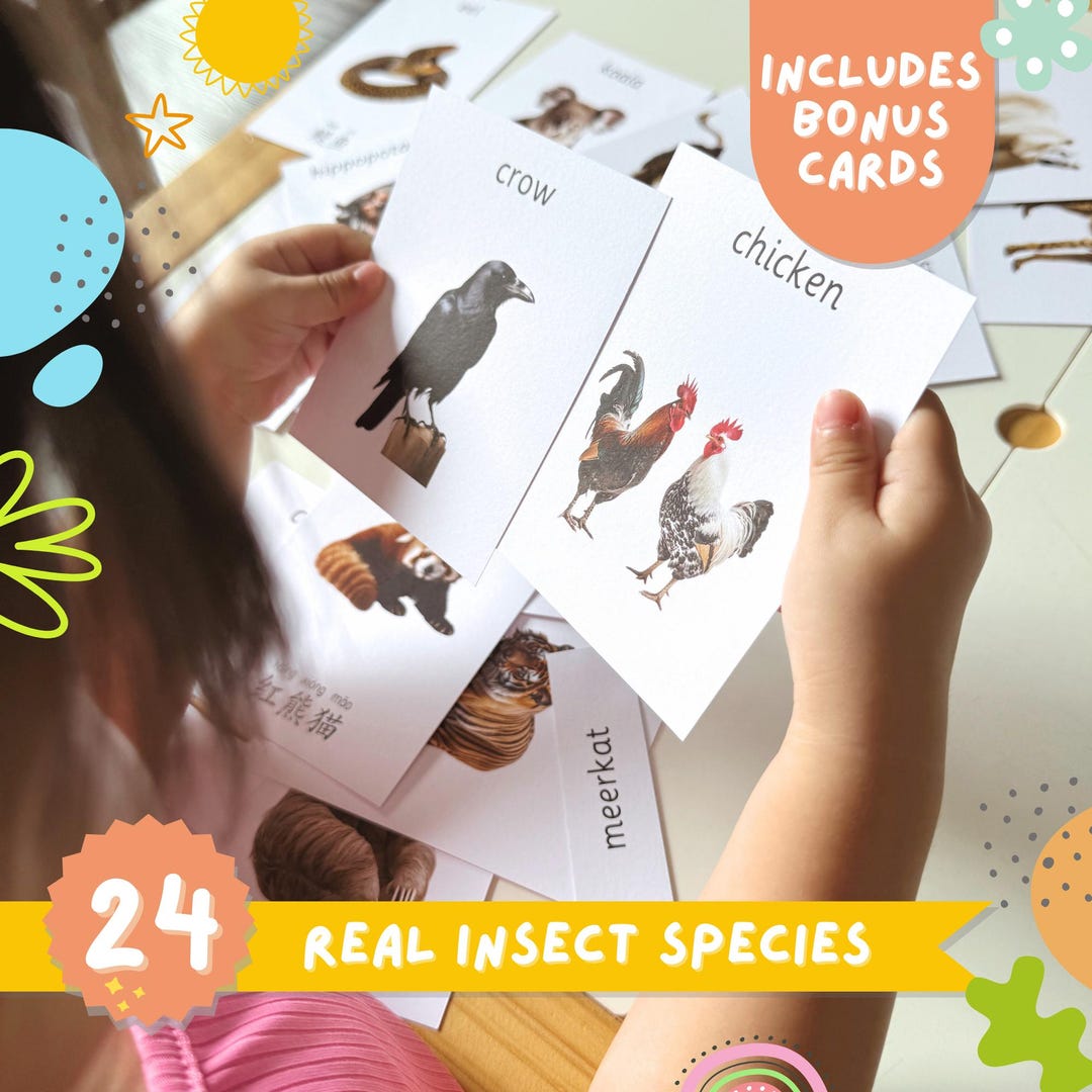 24 Insect Montessori Flashcards Toddler Learning Flash Cards With Real ...