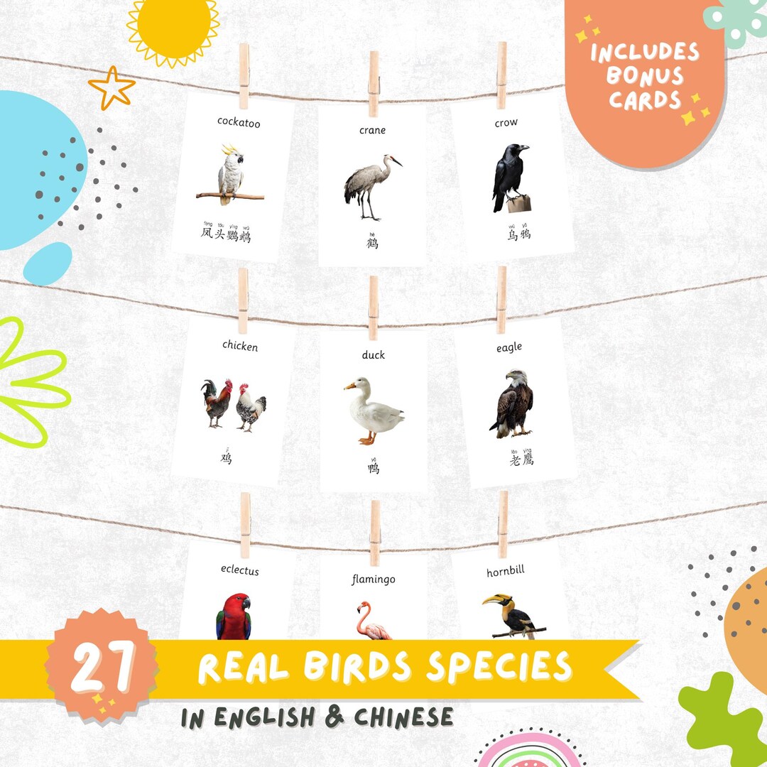 27 Bird Montessori Flashcards English Chinese Learning Cards With Real ...