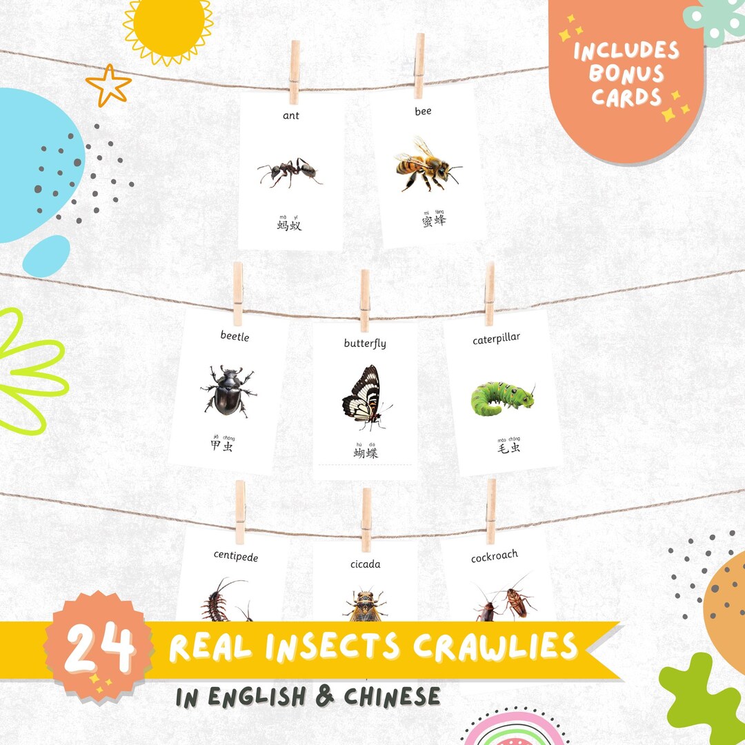 24 Insect Montessori Flashcards English Chinese Learning Cards With ...