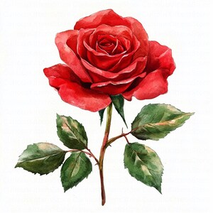 Watercolor Red Rose Clipart: Floral Illustration Pack (5 Jpgs, Digital ...