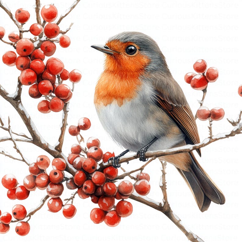 Christmas Robin Clipart Festive Winter Bird Jpg Digital Download ...