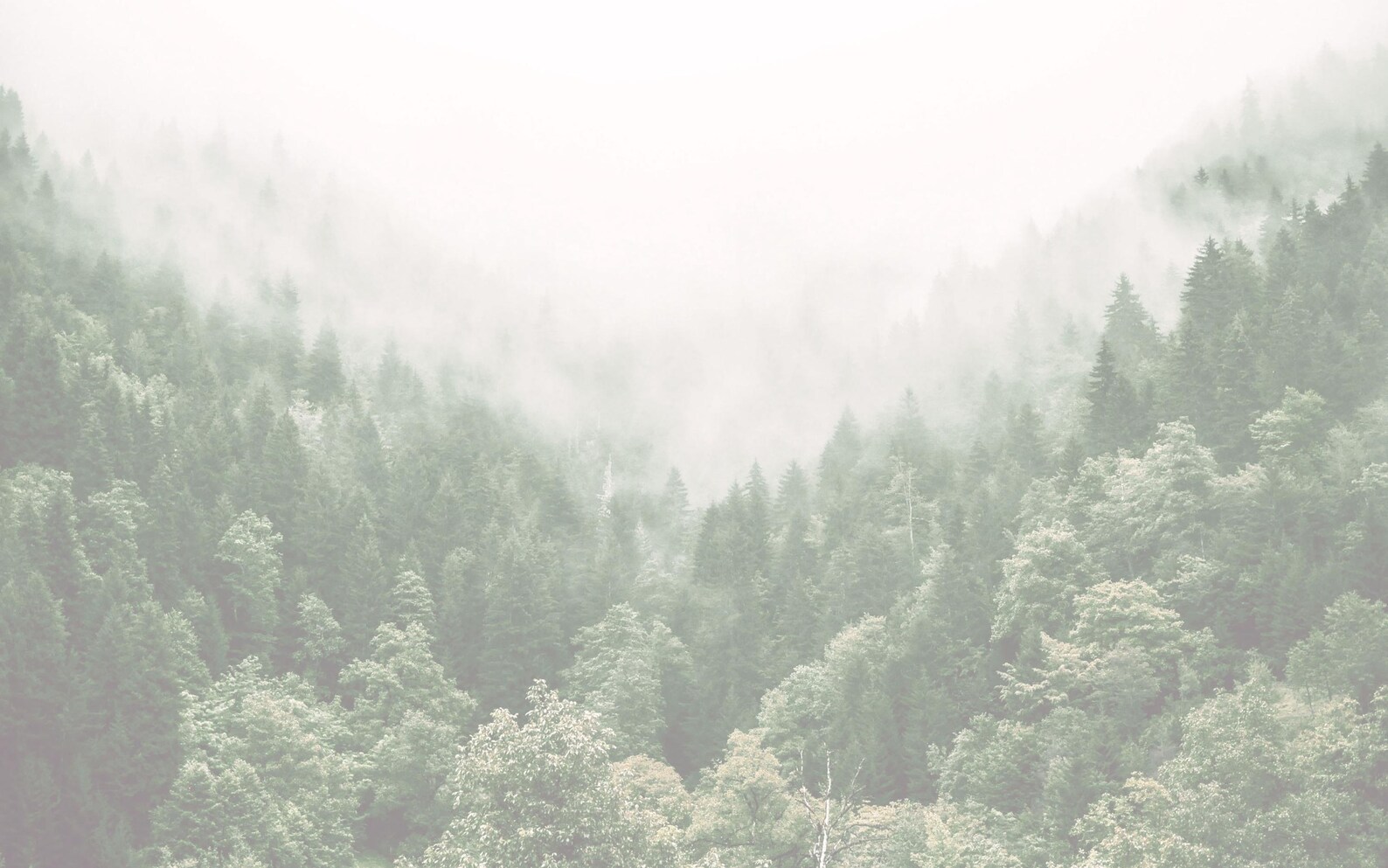 Scenic Fir Tree Wall Mural, Removable or Non-pasted Wallpaper Mural ...