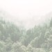 Scenic Fir Tree Wall Mural, Removable or Non-pasted Wallpaper Mural ...