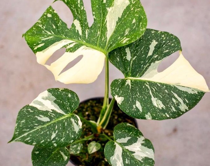 Monstera Thai Constellation Plant - Variegated Monstera Plant - Aroid ...