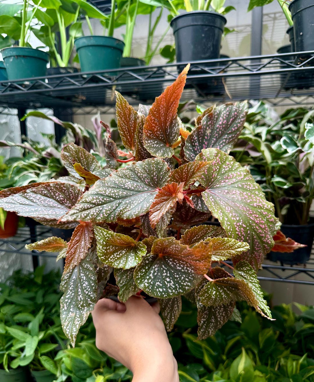 Begonia Maculata Pink 6 Inch Begonia Begonia Plant Rare Begonia Spotted ...
