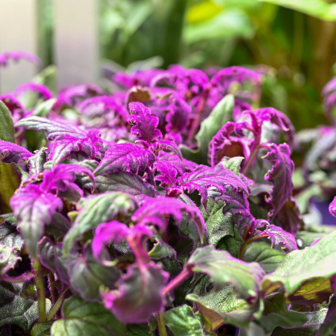 Purple Passion (4" Pot) - Gynura Aurantiaca - Gynura Purple Passion ...