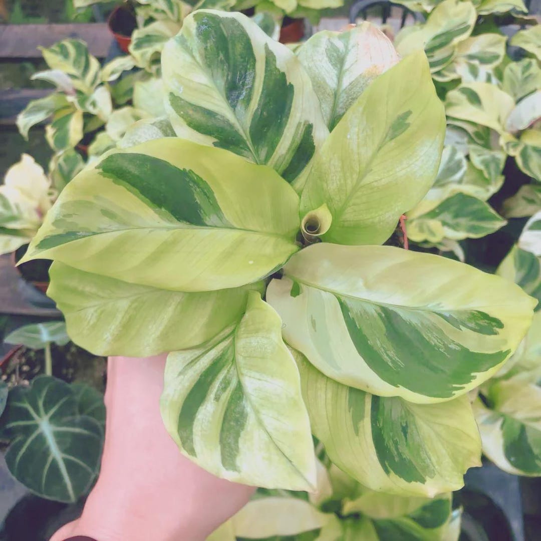 Calathea Louisae (4" Pot) - Goeppertia Louisae - Maui Queen Plant ...