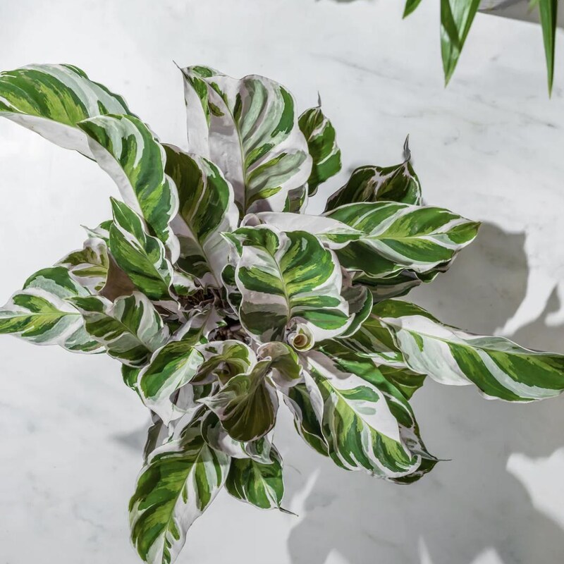 Calathea - Etsy