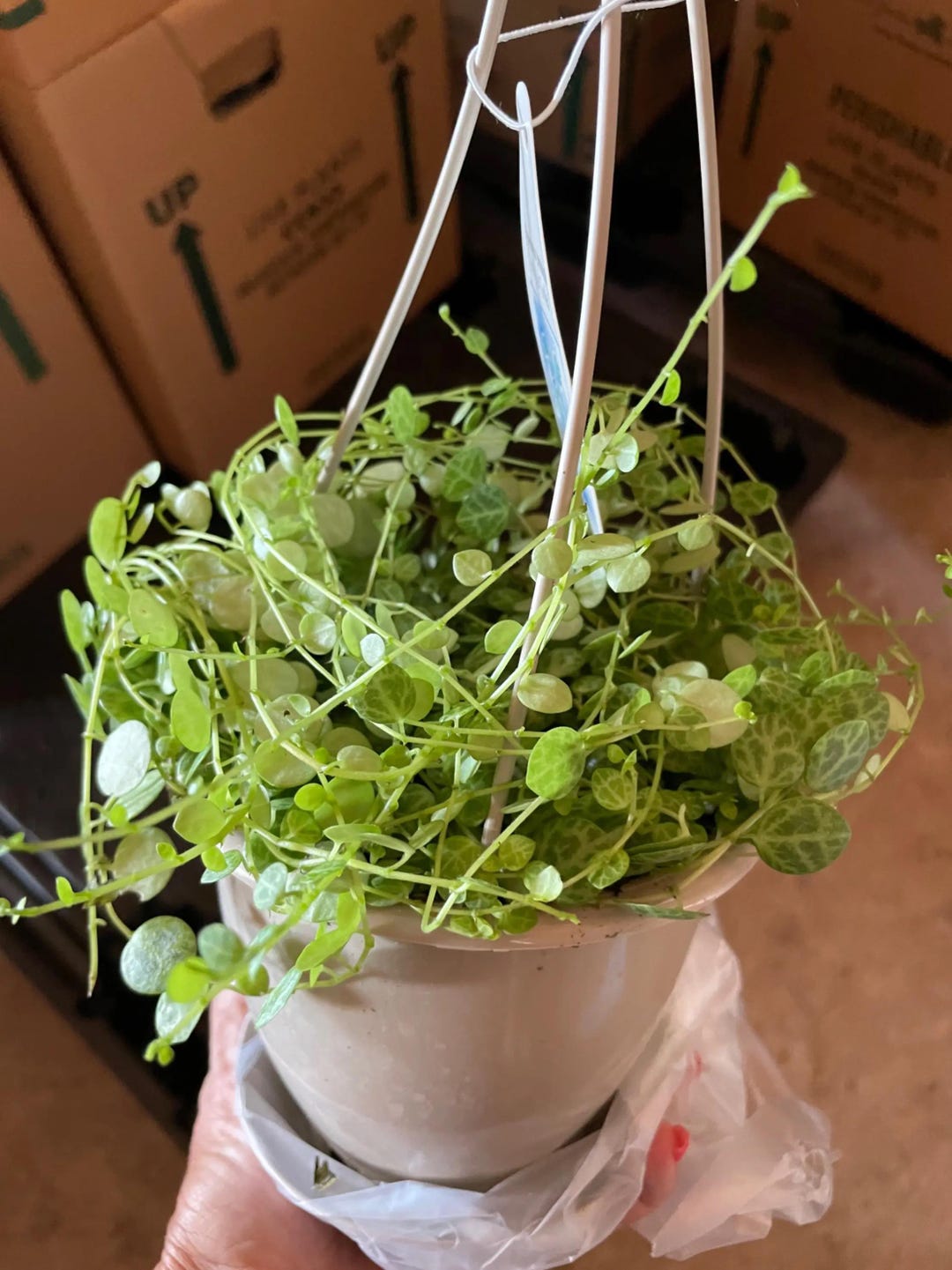 String of Turtles Succulent - Peperomia Prostrata - Trailing Plant ...