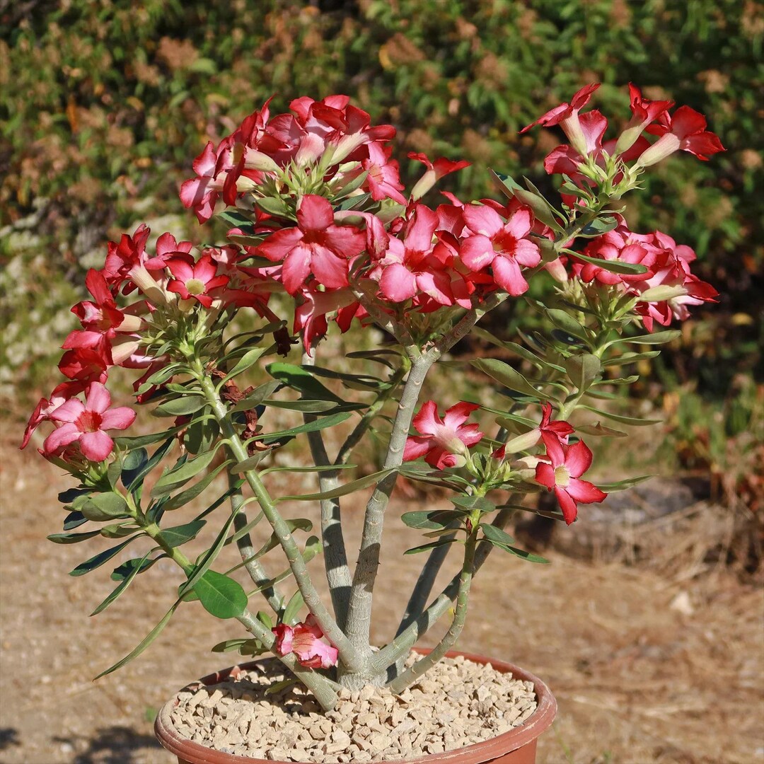 Adenium Obesum Desert Rose (4" Pot) - Sabi Star - Mock Azalea - Impala ...