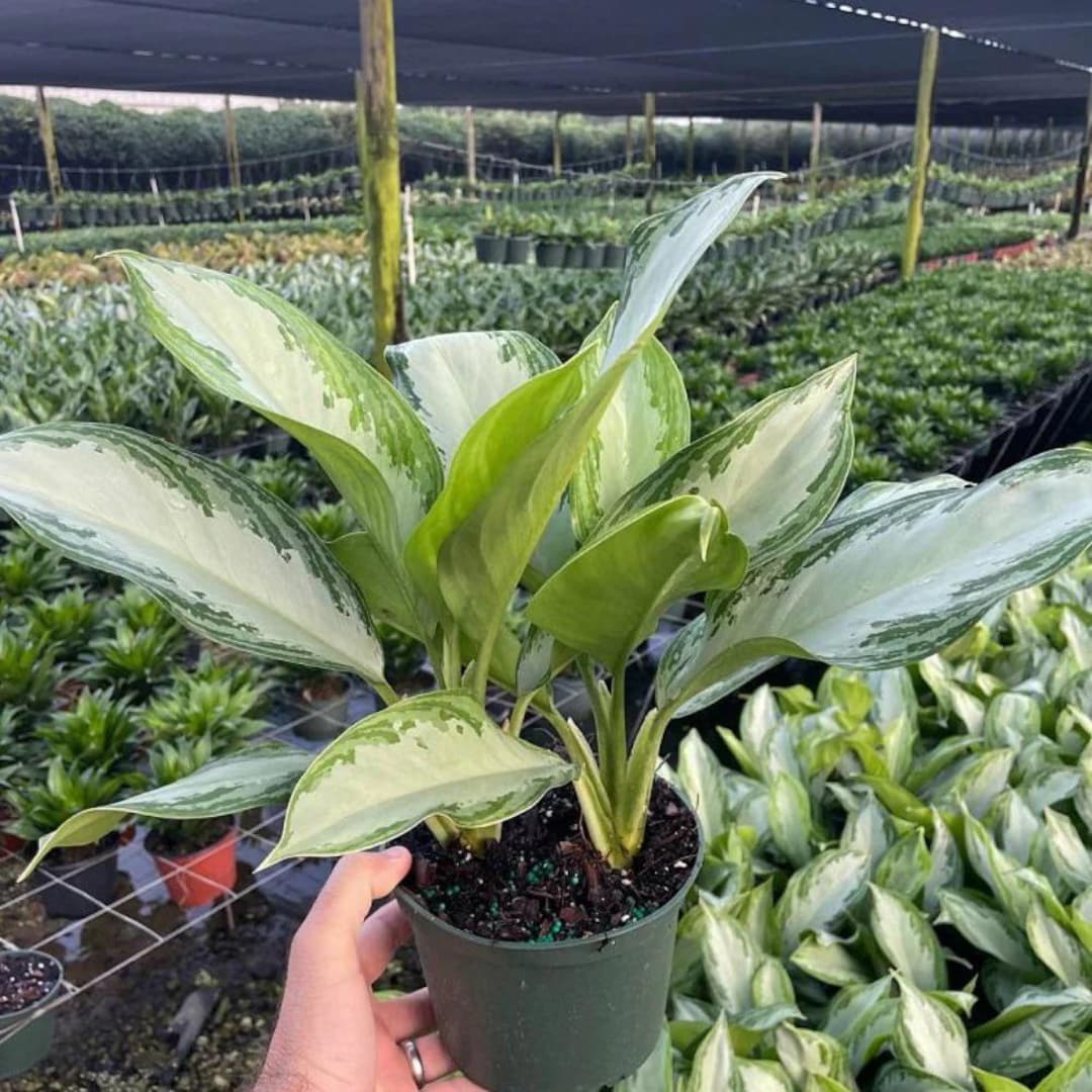 Chinese Evergreen - Aglaonema Silver Bay - Tropical House Plants ...