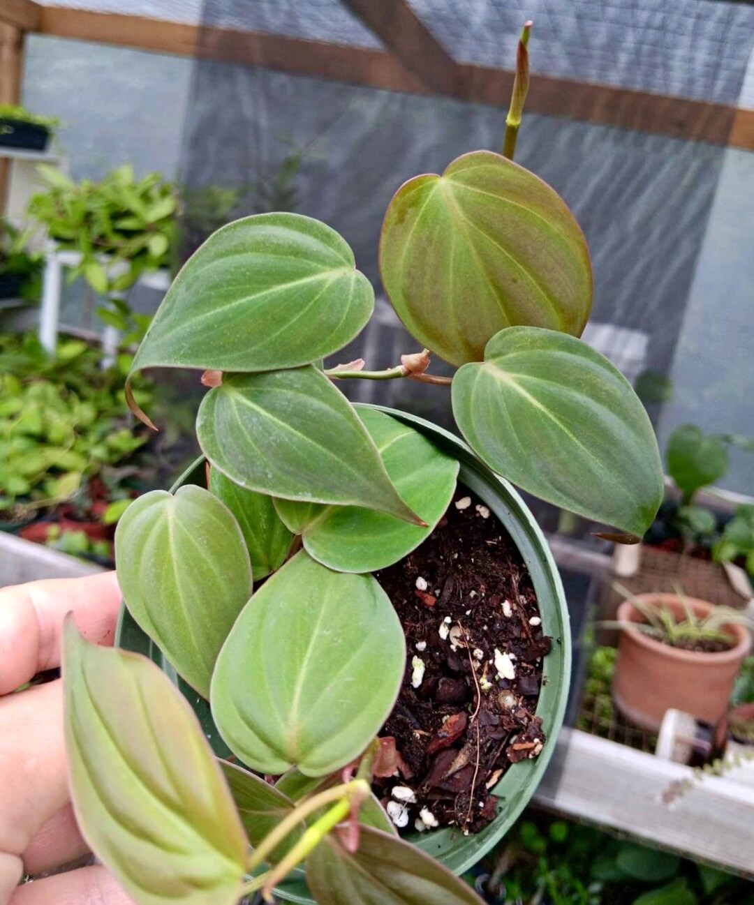 Philodendron Mican, 4 Inch Pot, Philodendron Micans Plant, Aroid Indoor ...