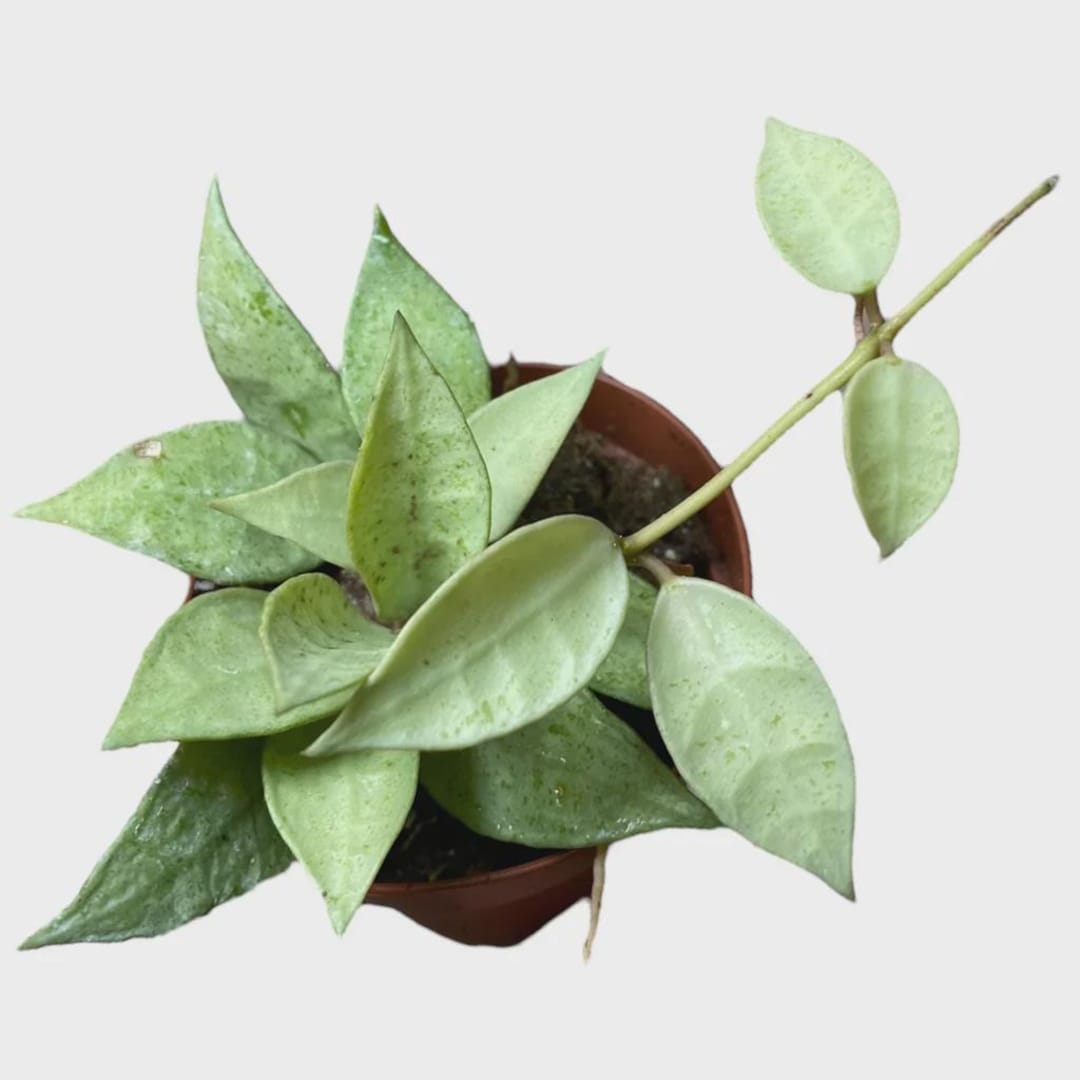 Hoya Lacunosa Mint (2" Pot - Starter) - Porcelain Flower - Waxvine ...