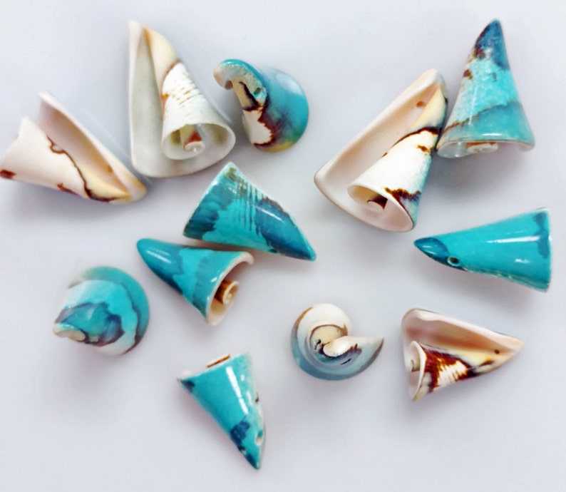 Turquoise Dyed Spiral Horn Shell Beads GM408 - Etsy