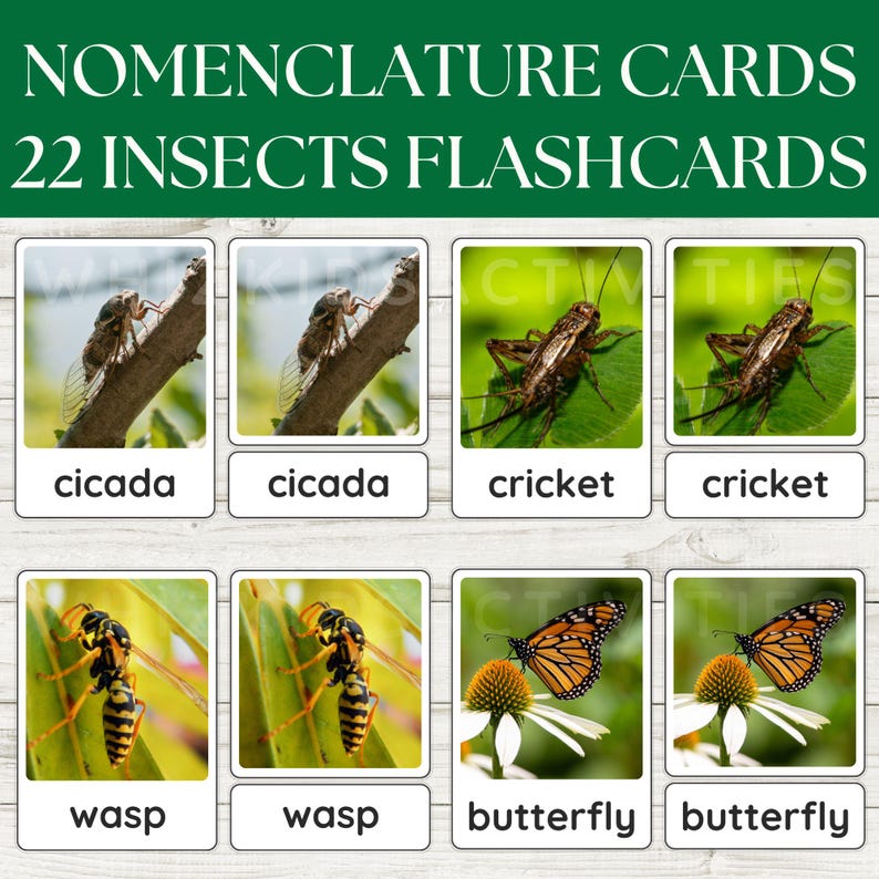 22 Bug and Insect Flashcards for Kids Real Pictures, Flash Cards ...