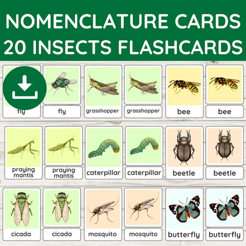 20 Insects Watercolor Nomenclature Three-part Flashcards for Kids ...