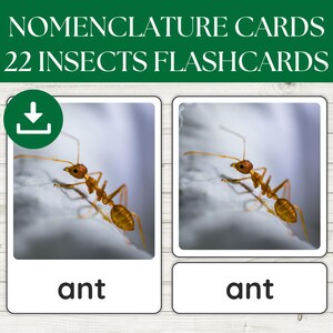 22 Bug and Insect Flashcards for Kids Real Pictures, Flash Cards ...