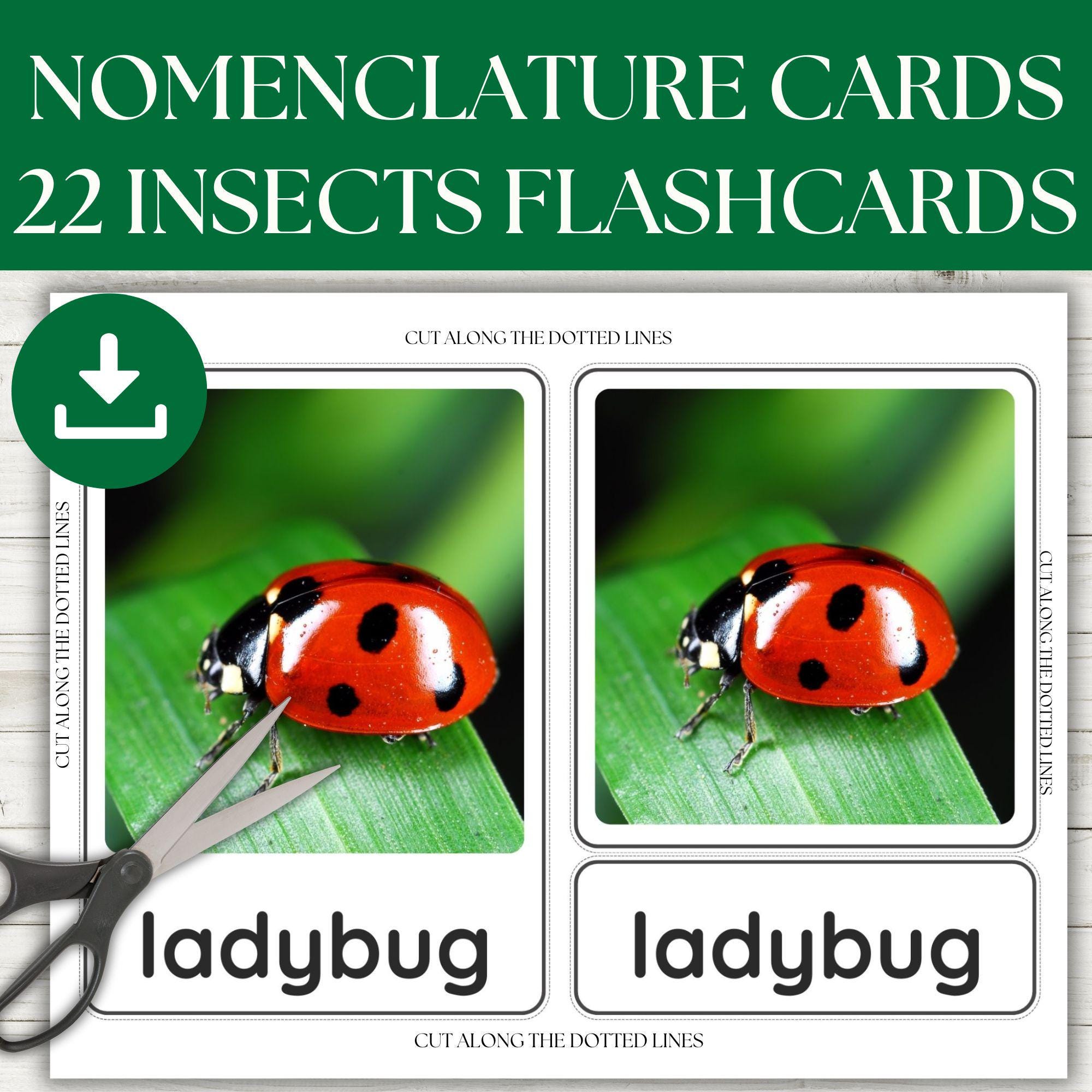 22 Bug and Insect Flashcards for Kids Real Pictures, Flash Cards ...