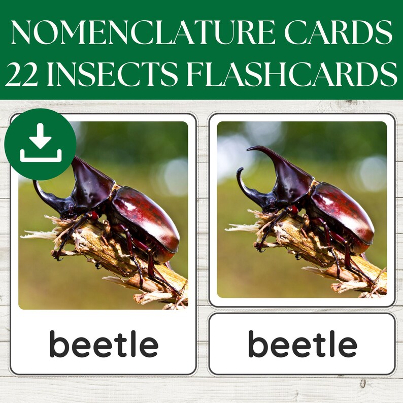 22 Bug and Insect Flashcards for Kids Real Pictures, Flash Cards ...
