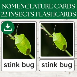 22 Bug and Insect Flashcards for Kids Real Pictures, Flash Cards ...