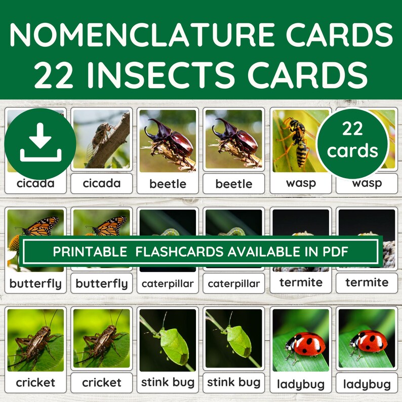 22 Bug & Insect Flashcards for Kids, Montessori-inspired Nomenclature ...