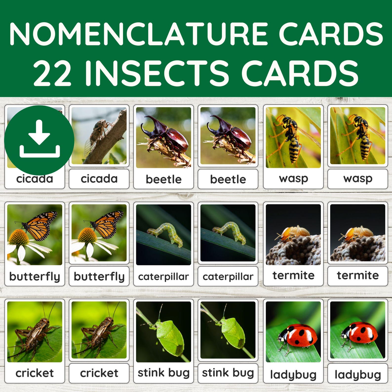 22 Bug and Insect Flashcards for Kids Real Pictures, Flash Cards ...