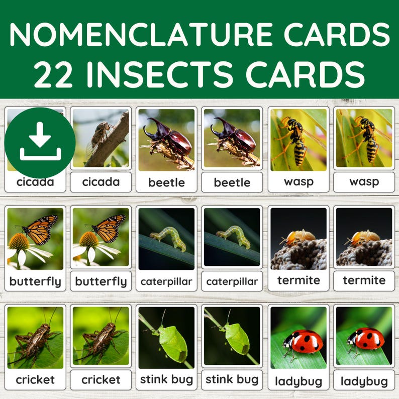 22 Bug and Insect Flashcards for Kids Real Pictures, Flash Cards ...