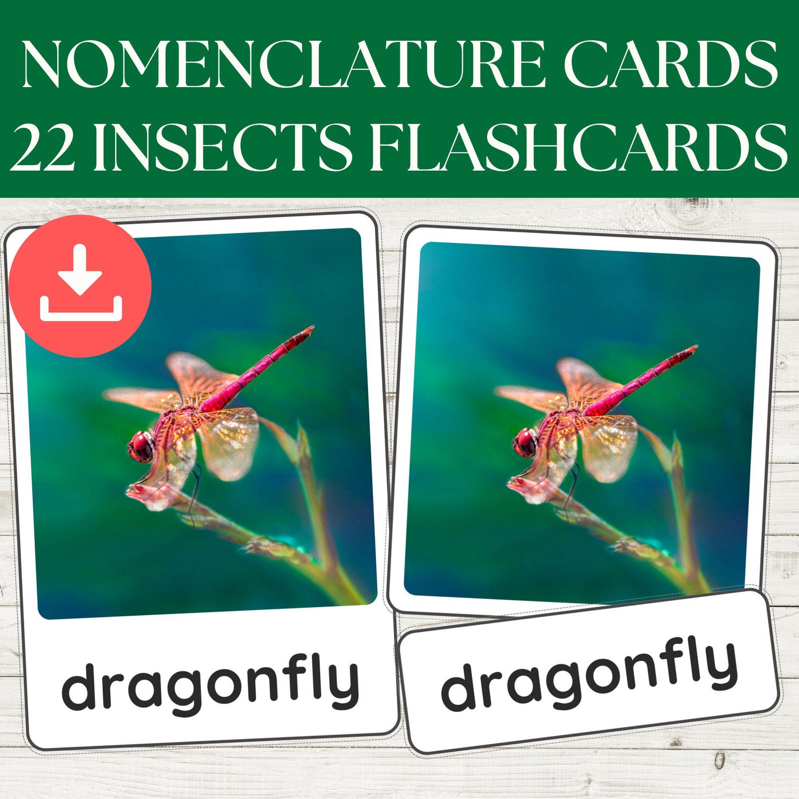 22 Bug and Insect Flashcards for Kids Real Pictures, Flash Cards ...