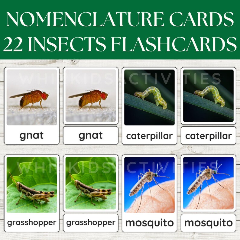 22 Bug and Insect Flashcards for Kids Real Pictures, Flash Cards ...