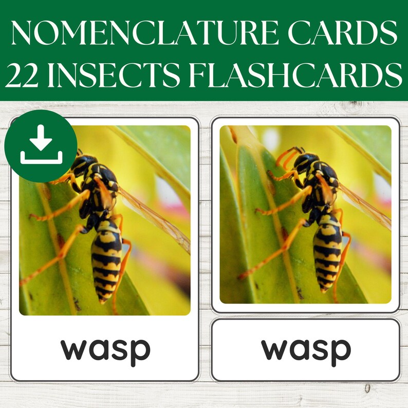 22 Bug and Insect Flashcards for Kids Real Pictures, Flash Cards ...