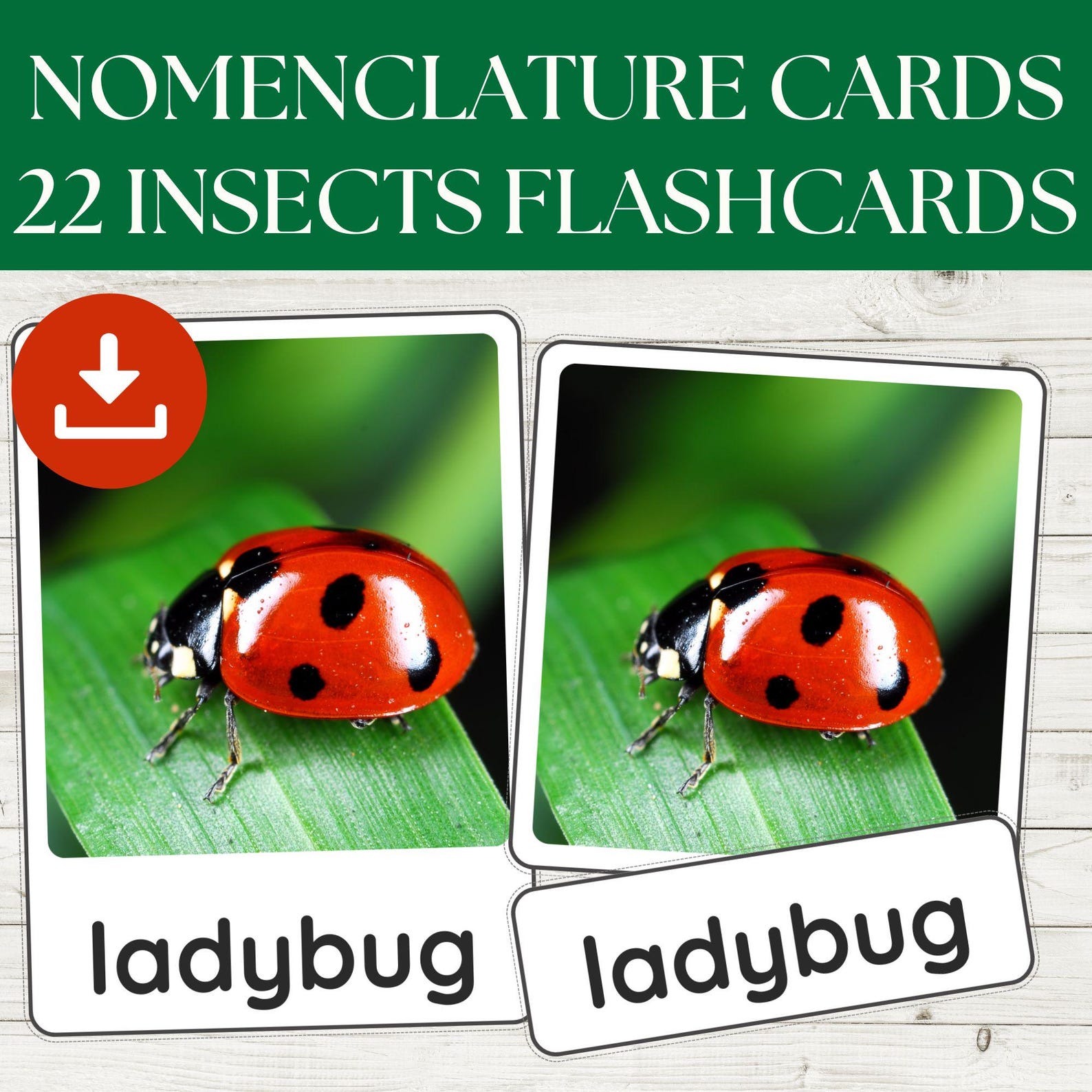 22 Bug and Insect Flashcards for Kids Real Pictures, Flash Cards ...