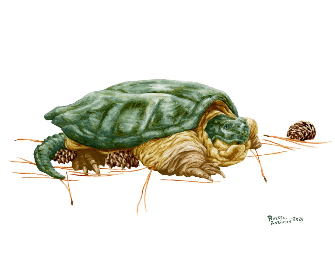 Alligator Snapping Turtle - Etsy