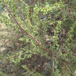 Organic Loose SWEET WORMWOOD Tea Gourmet Artemisia Annua , Herbal Tea ...