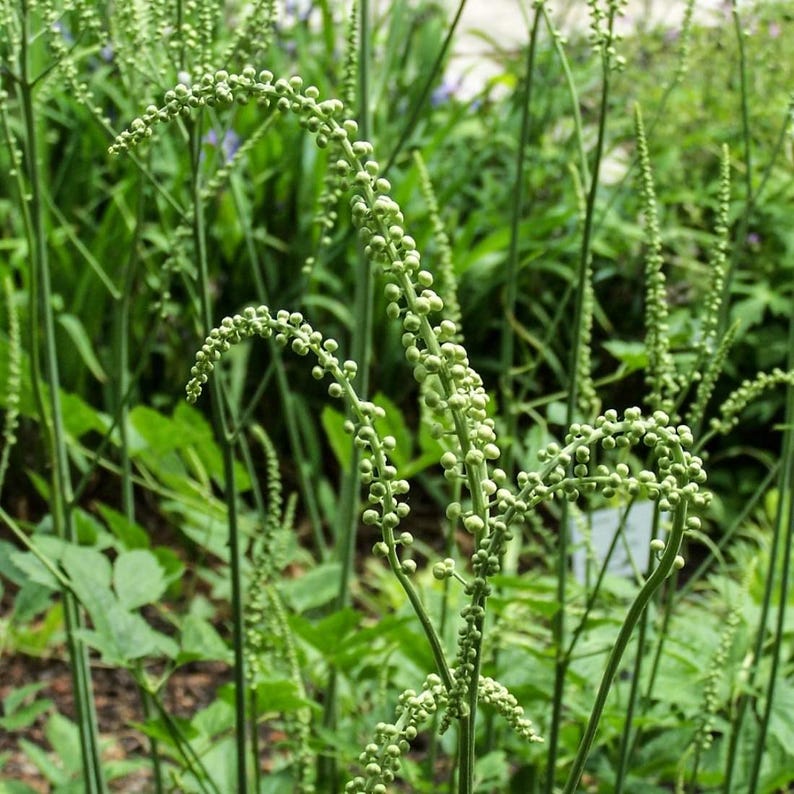 Dried Loose BLACK LOCUST Flower Seasonal Herb Robinia Pseudoacacia ...