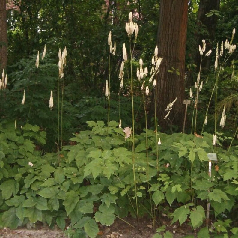 Dried Loose BLACK LOCUST Flower Seasonal Herb Robinia Pseudoacacia ...