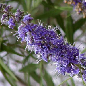 20%+ Free! Handcrafted VITEX CHASTE TREE Berries Tea 0.5oz (14g ...