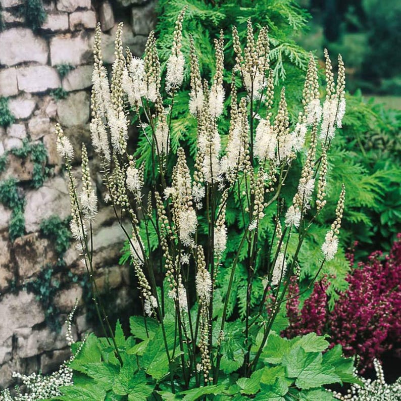 Dried Loose BLACK LOCUST Flower Seasonal Herb Robinia Pseudoacacia ...