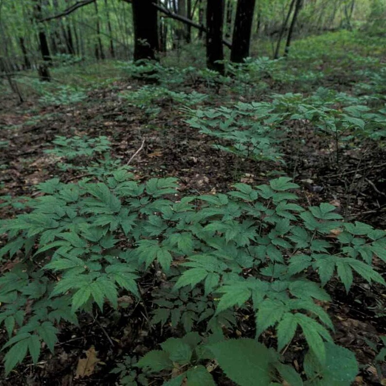 Dried Loose BLACK LOCUST Flower Seasonal Herb Robinia Pseudoacacia ...