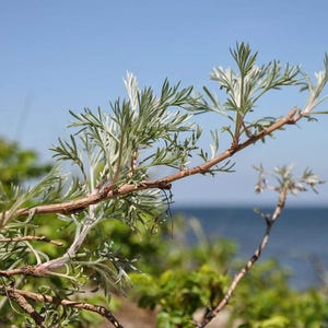 Organic Loose SWEET WORMWOOD Tea Gourmet Artemisia Annua , Herbal Tea ...