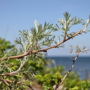 Organic Loose SWEET WORMWOOD Tea Gourmet Artemisia Annua , Herbal Tea ...