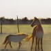 Pony Posters for Equestrian Kids - Etsy