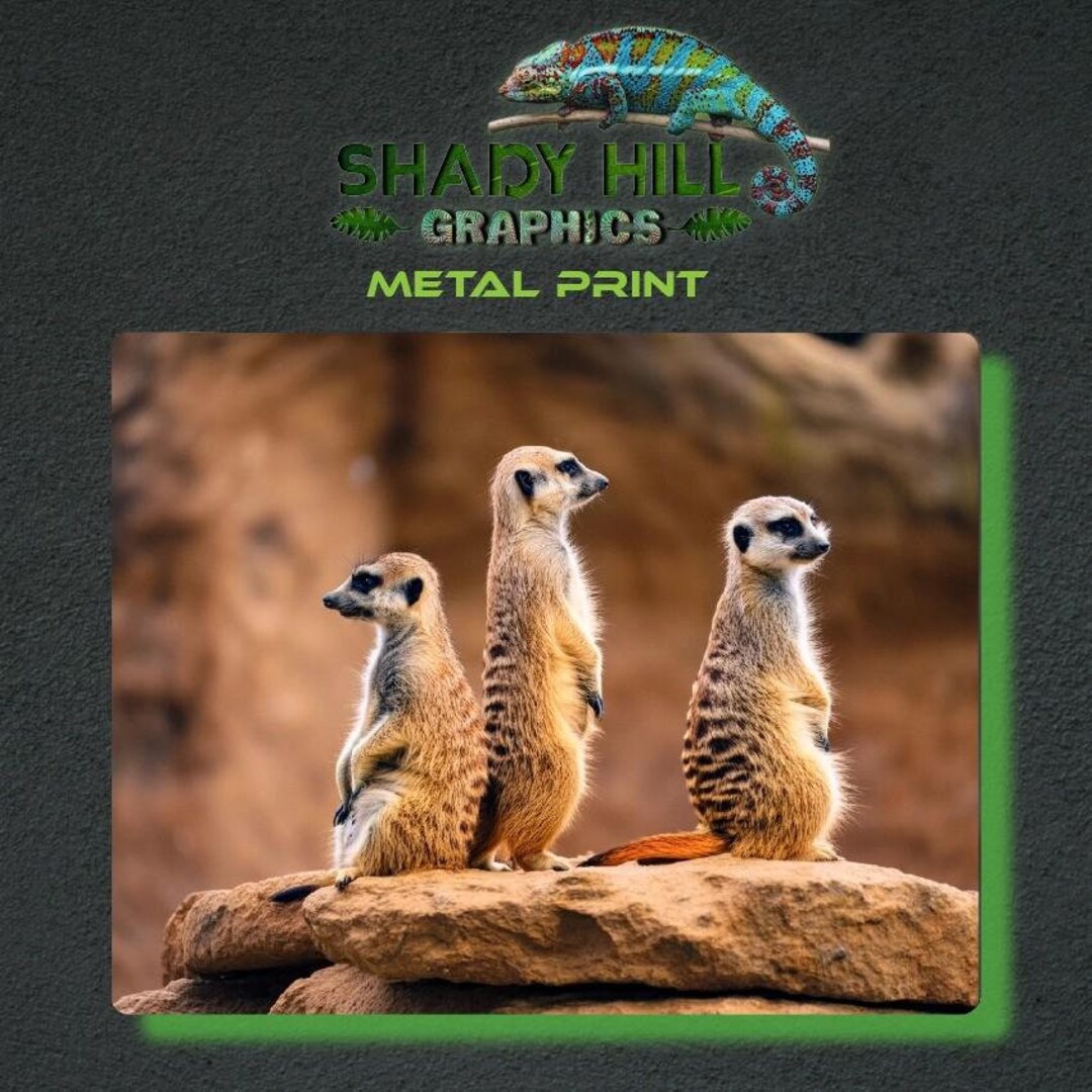 Meerkats Metal Print includes Wall Mount Ai Image Wall Art Nature ...