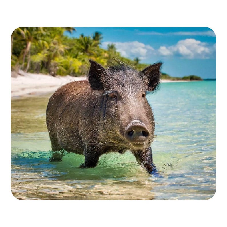 Wild Hog Boar Taking A Swim on A Tropical Island Like Its on Vacation ...