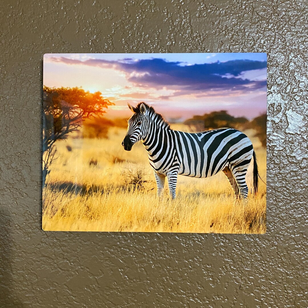 Zebra Metal Print includes Wall Mount Zebra Wall Art Zebra Print ...