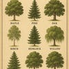 Tree Bark Identification Poster - British Species - Etsy Canada