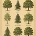 Tree Bark Identification Poster - British Species - Etsy Canada