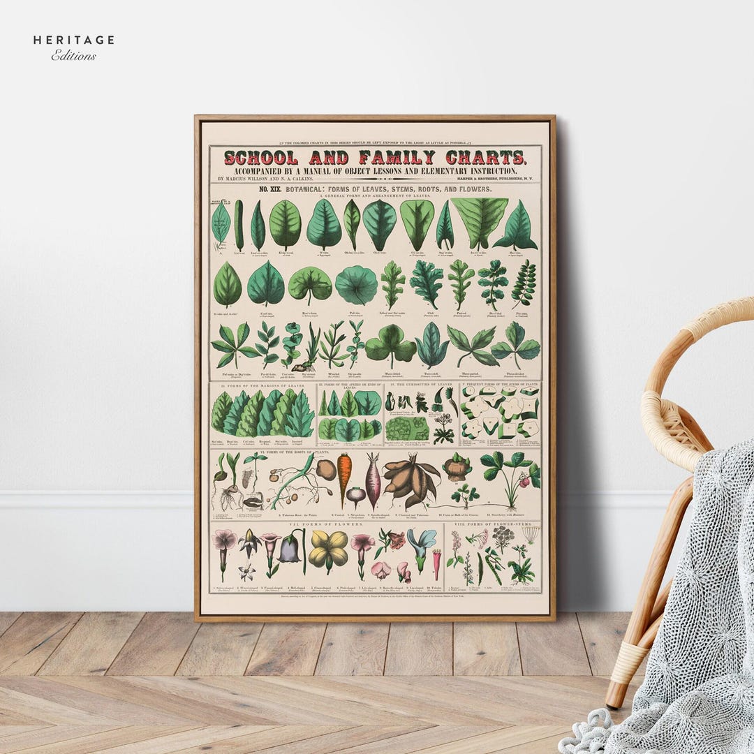 School Chart Botanical Art, Heritage Print A2 42x59.4cm Ready to Frame ...